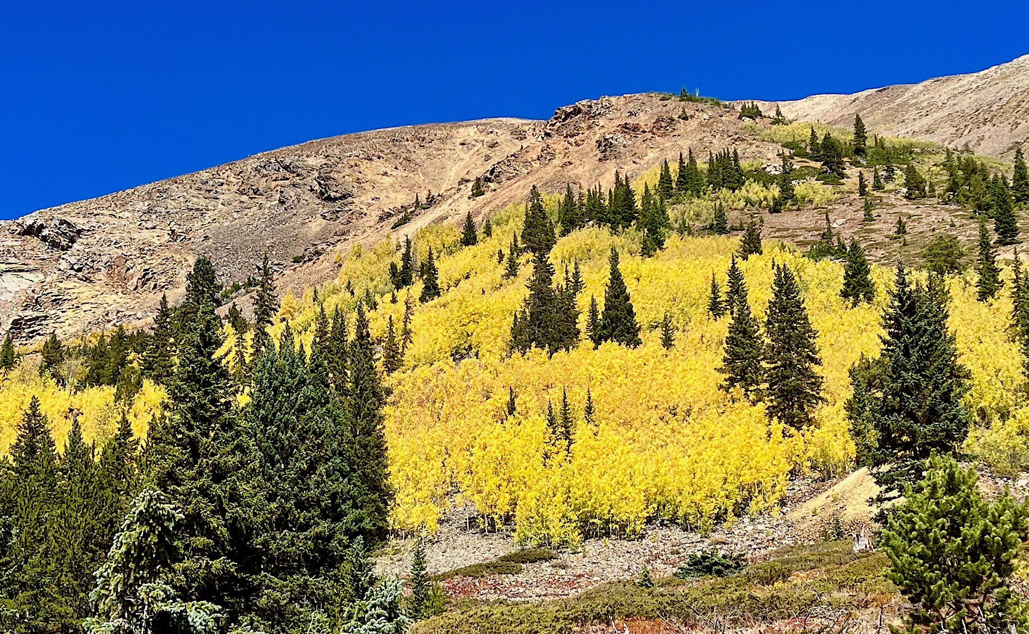Colorado Leaf Peeping on Peru Creek Trail, Sept-23 - Bronco Nation