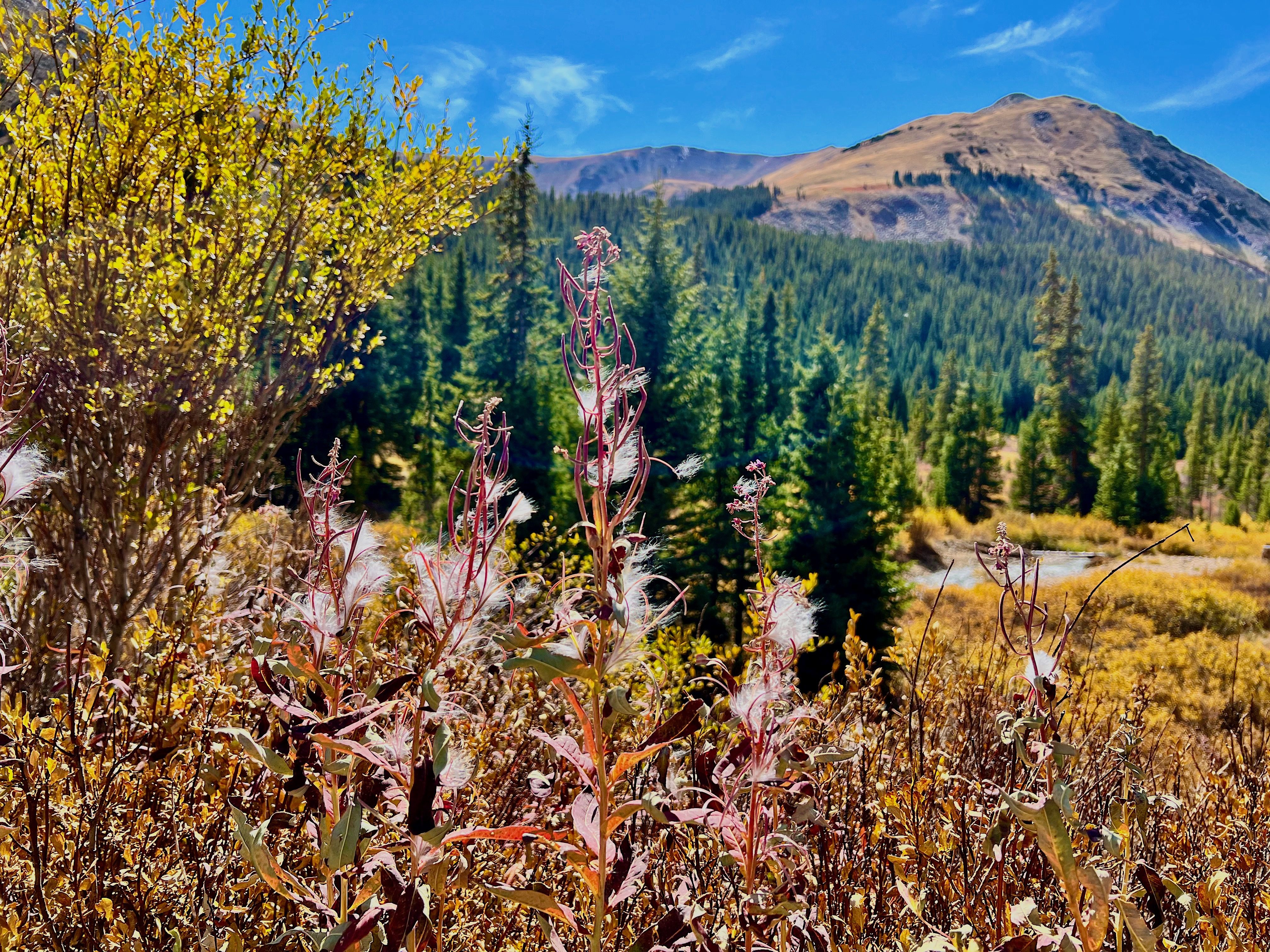 Colorado Leaf Peeping on Peru Creek Trail, Sept-23 - Bronco Nation